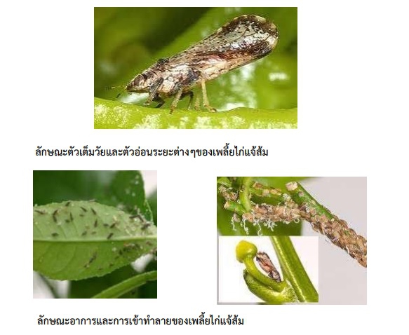 สำนักงานเกษตรและสหกรณ์ จังหวัดลำปาง