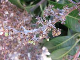 สำนักงานเกษตรและสหกรณ์ จังหวัดพัทลุง