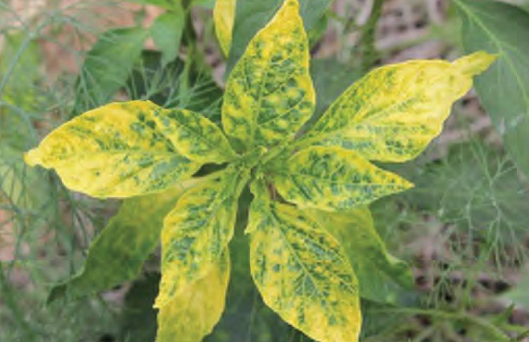 สำนักงานเกษตรและสหกรณ์ จังหวัดกำแพงเพชร