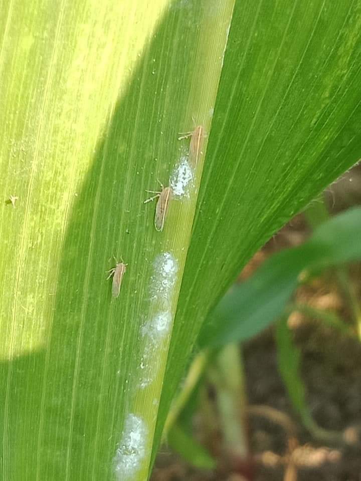 สำนักงานเกษตรและสหกรณ์ จังหวัดพัทลุง