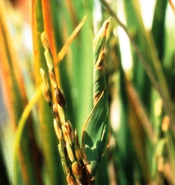 สำนักงานเกษตรและสหกรณ์ จังหวัดตาก