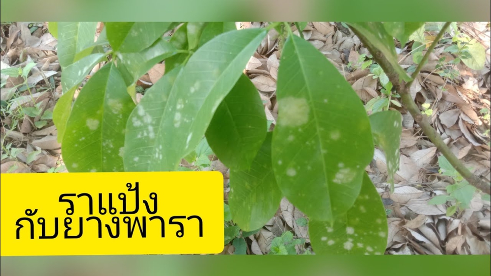 สำนักงานเกษตรและสหกรณ์ จังหวัดเชียงราย